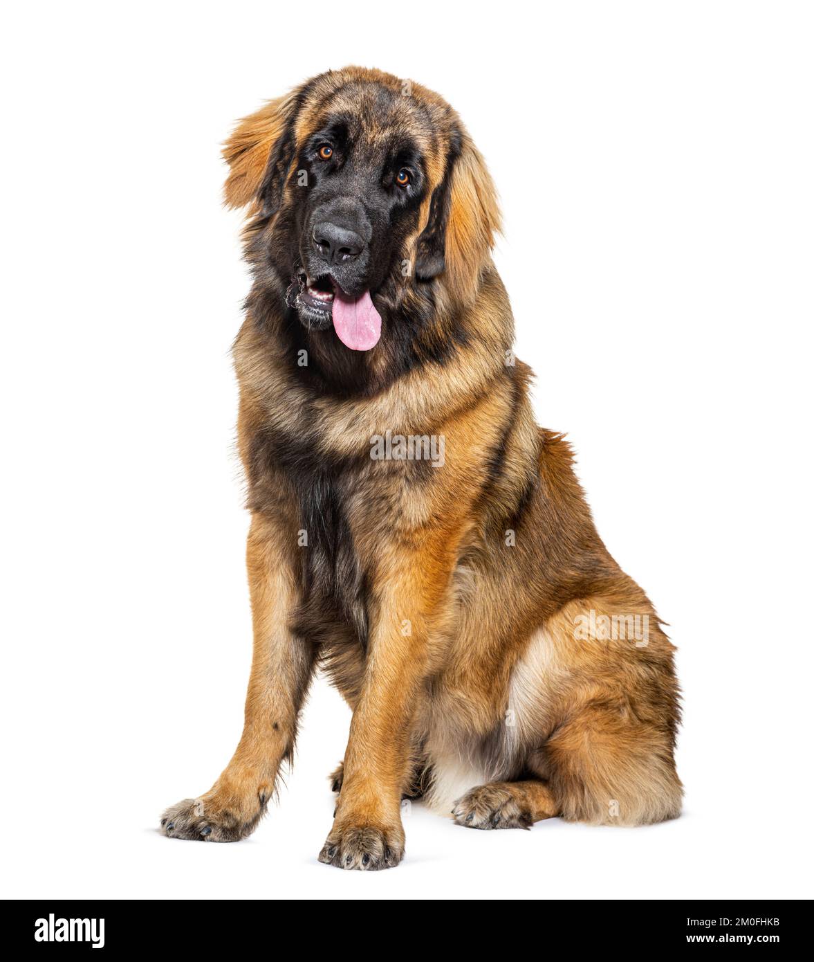 Leonberger dog hi-res stock photography and images - Alamy