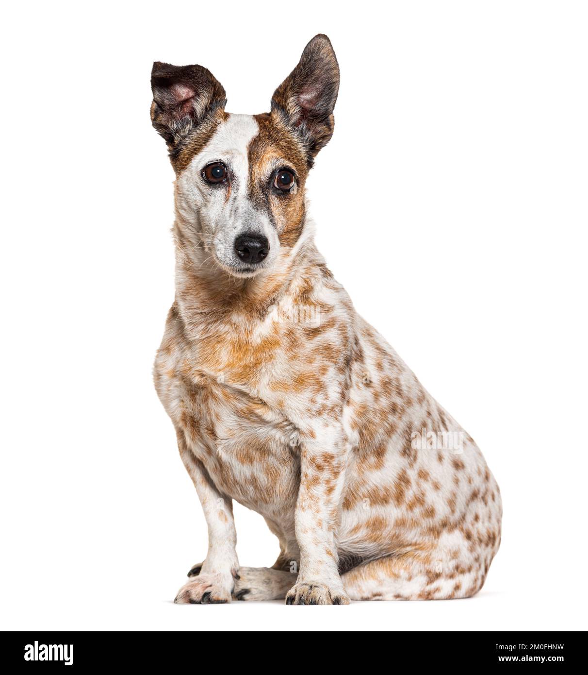 Old jack russell terrier sit, isolated on white Stock Photo - Alamy