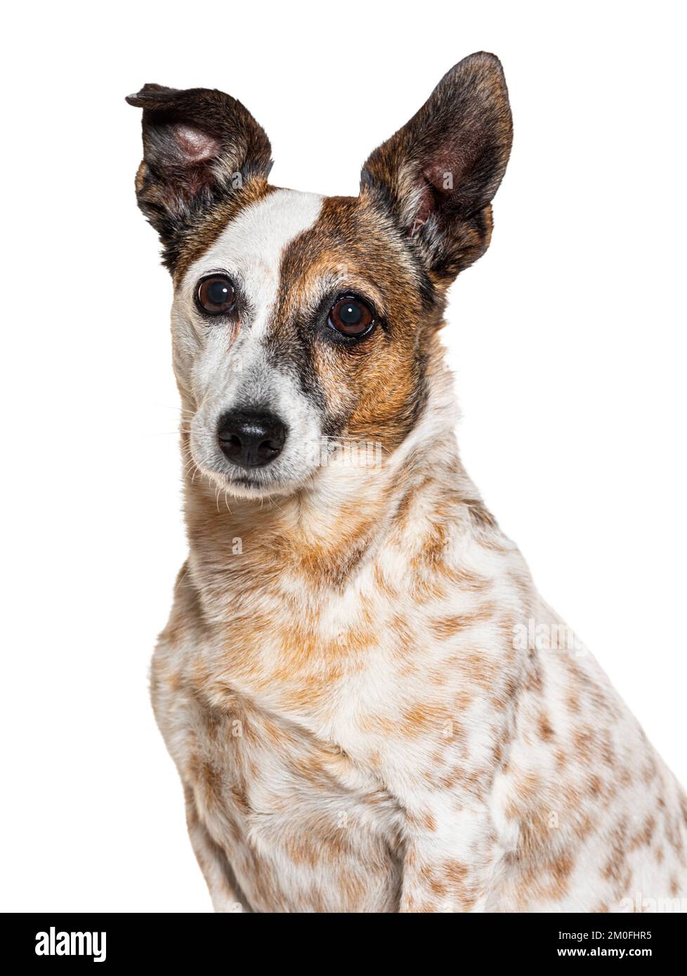 Old jack russell hi-res stock photography and images - Alamy