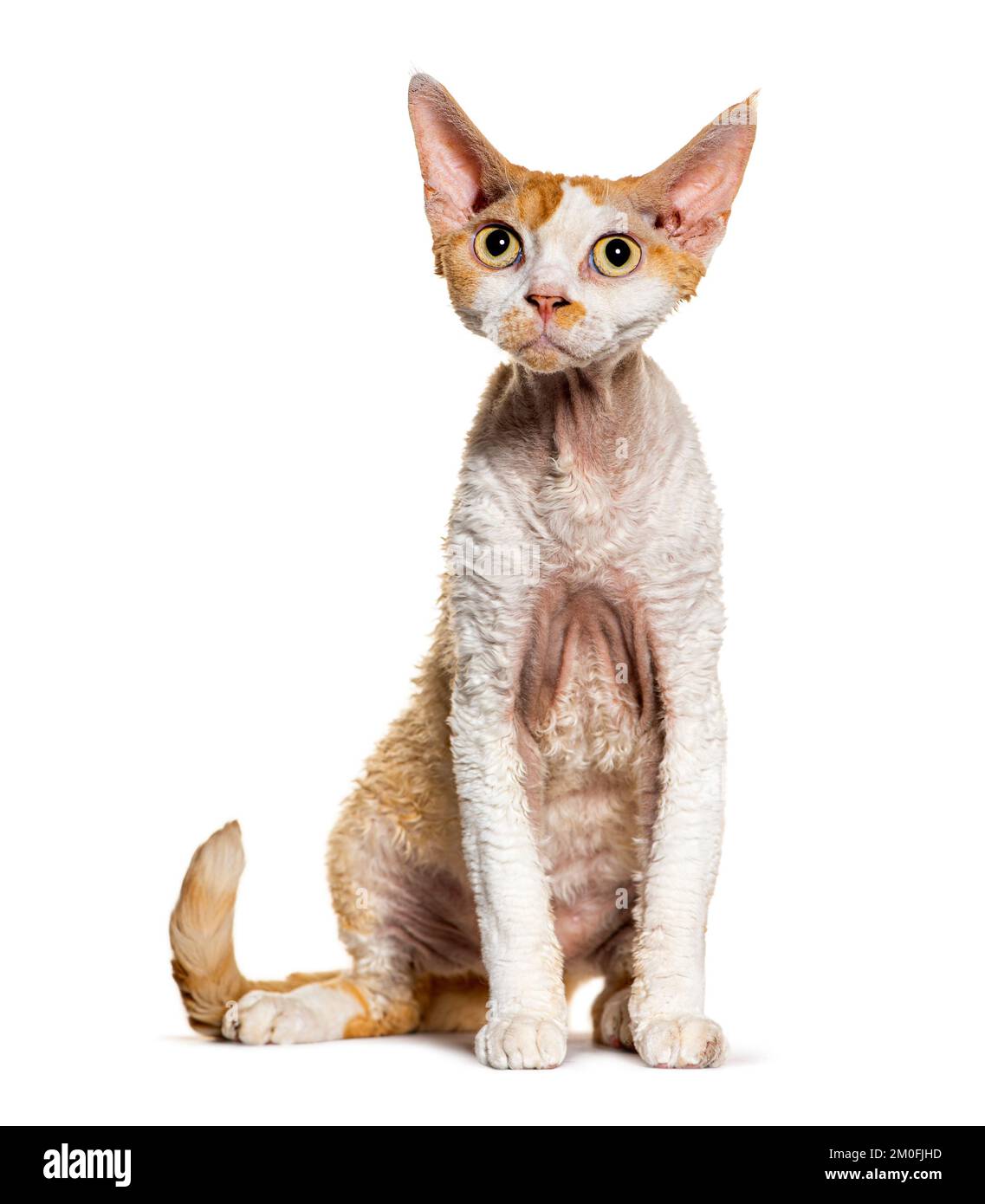 Devon Rex sitting looking up, isolated on white Stock Photo - Alamy