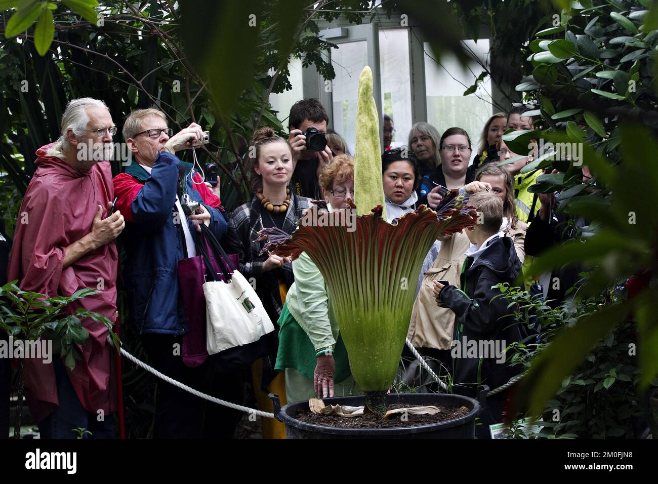 Rotten meat hi-res stock photography and images - Alamy