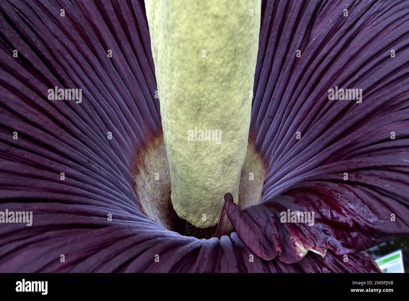 This is nothing less than a sensation in Copenhagen Botanical Garden ...