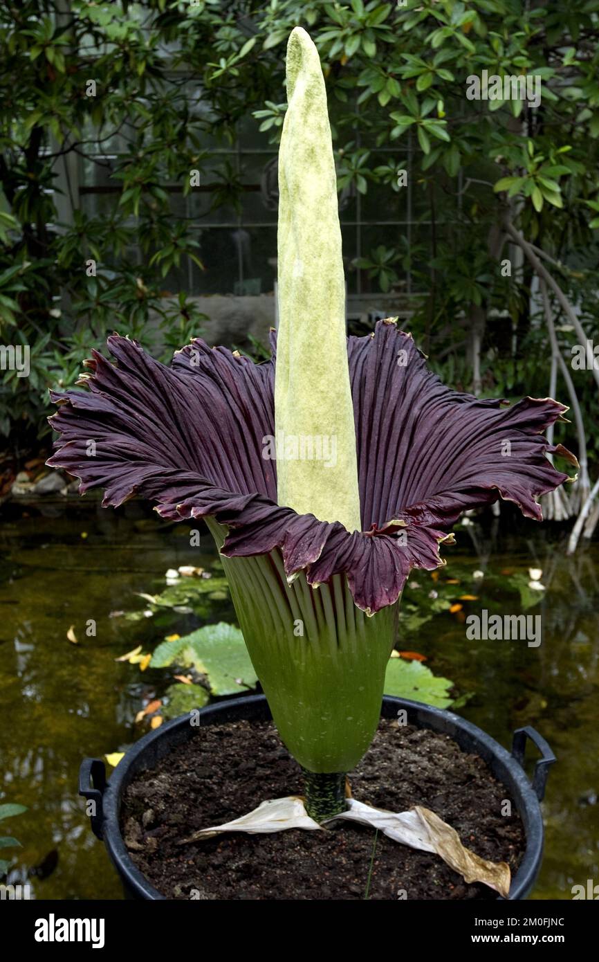 This is nothing less than a sensation in Copenhagen Botanical Garden ...