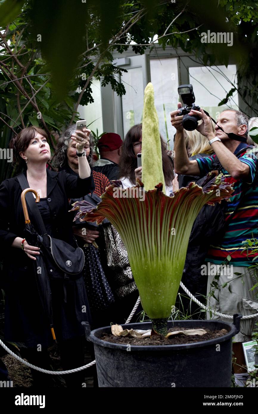 Rotten meat hi-res stock photography and images - Alamy