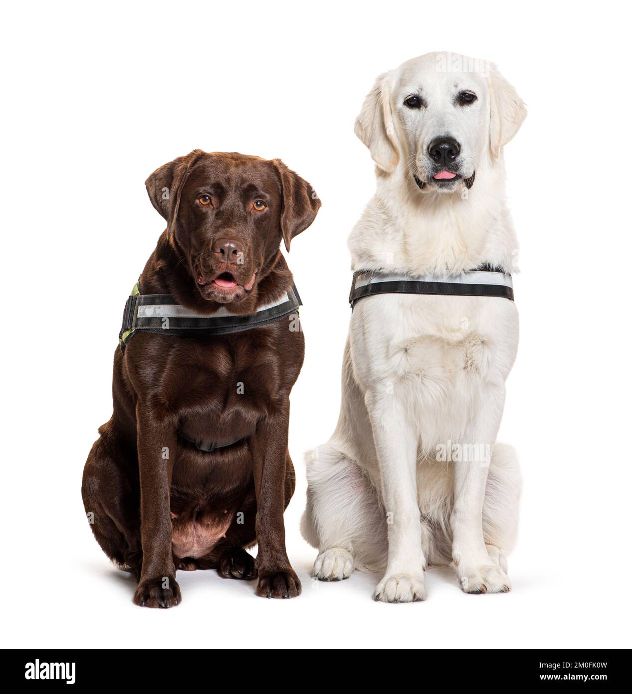 Labrador and Golden Retriever sitting together, both wearing an harness ...
