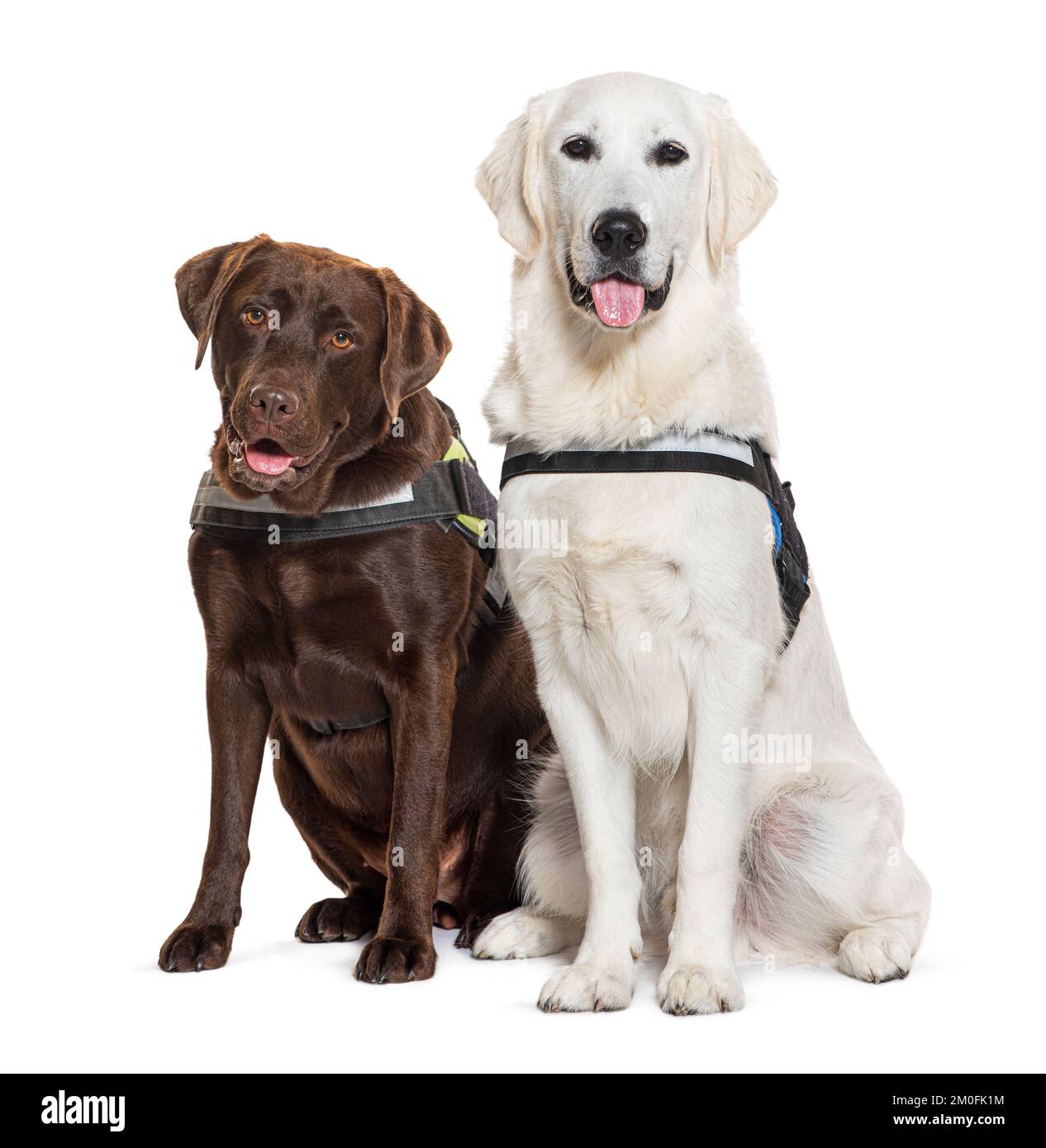Labrador and Golden Retriever sitting together, both wearing an harness ...