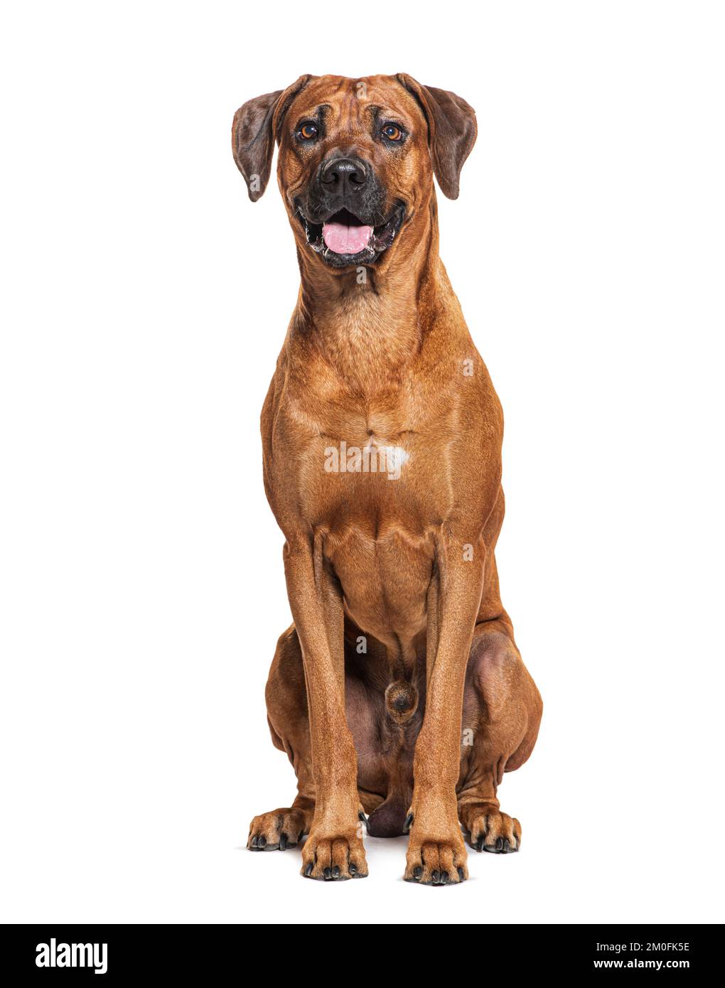 Sitting Rhodesian ridgeback dog panting, isolated on white Stock Photo ...
