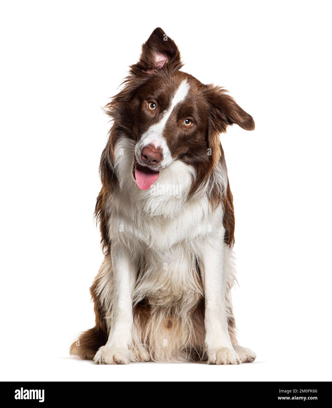 brown and white panting border collie dog looking at the camera ...