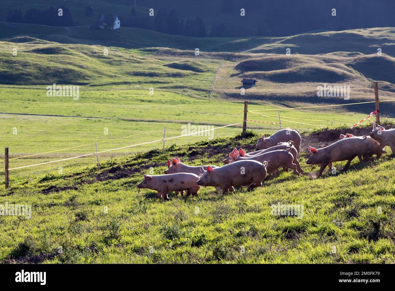 domestic pigs running over a meadow in the swiss mountains Stock Photo ...