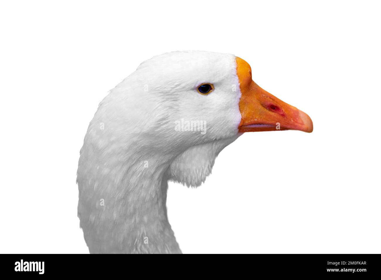 Domestic white geese in a barn on a farm, isolated on a white ...