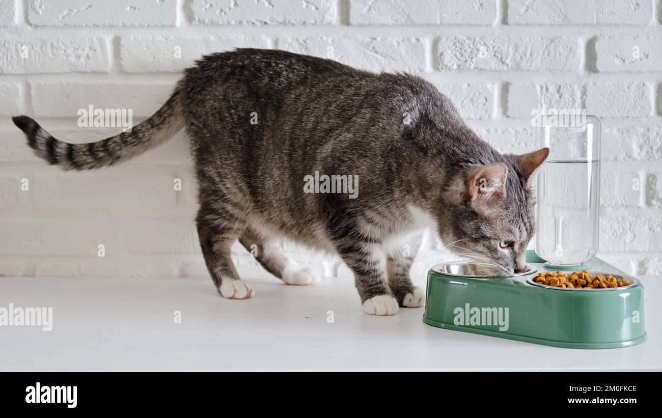 Senior cat food hi-res stock photography and images - Alamy