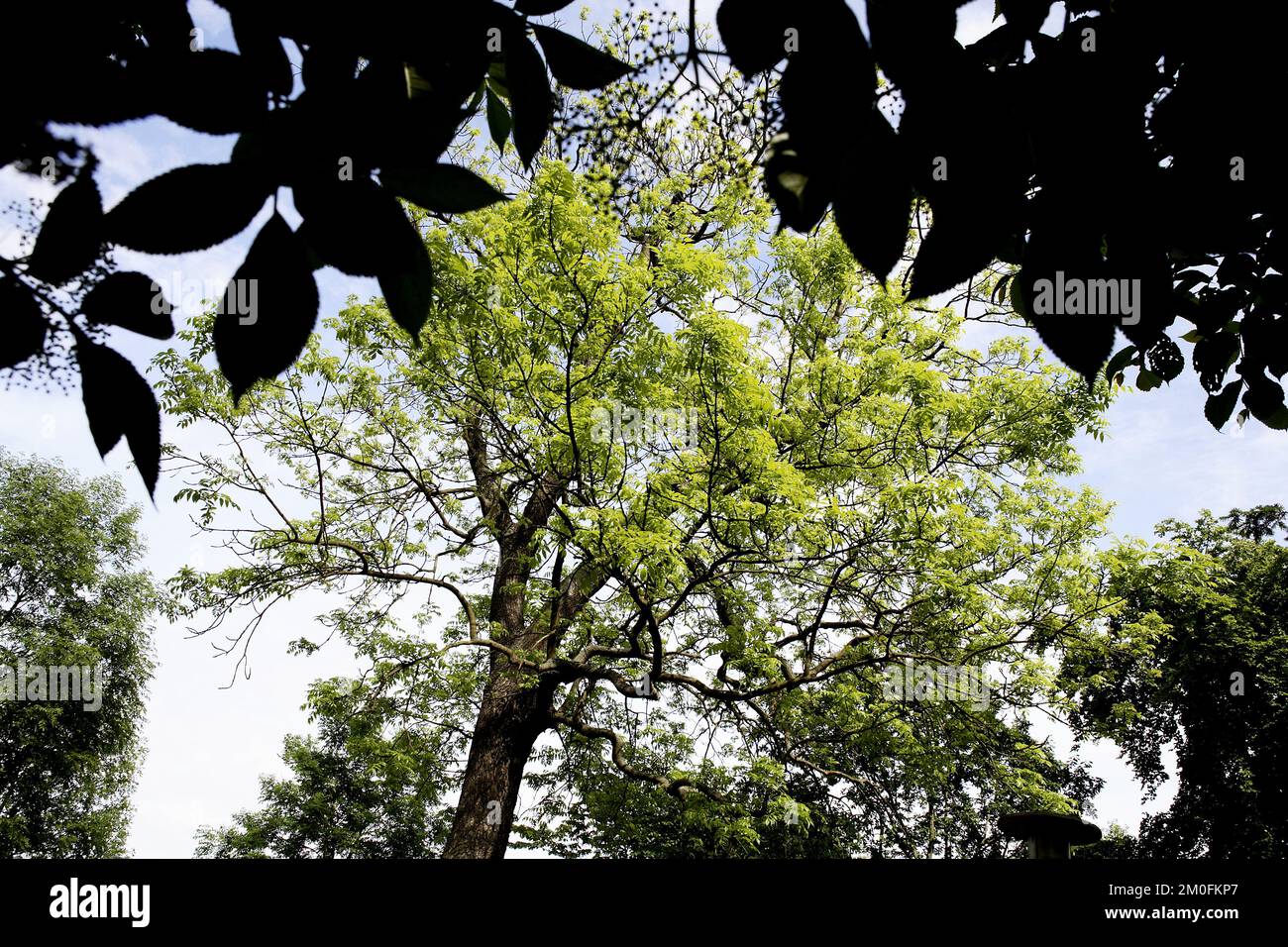 Ash trees and denmark hi-res stock photography and images - Alamy
