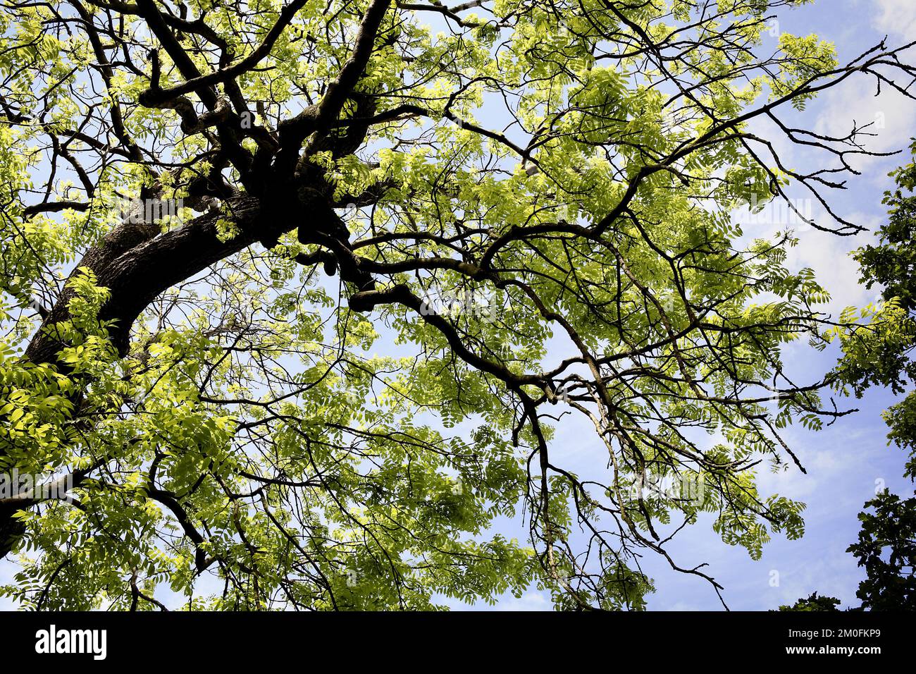 Ash trees in Copenhagen, Denmark Stock Photo - Alamy