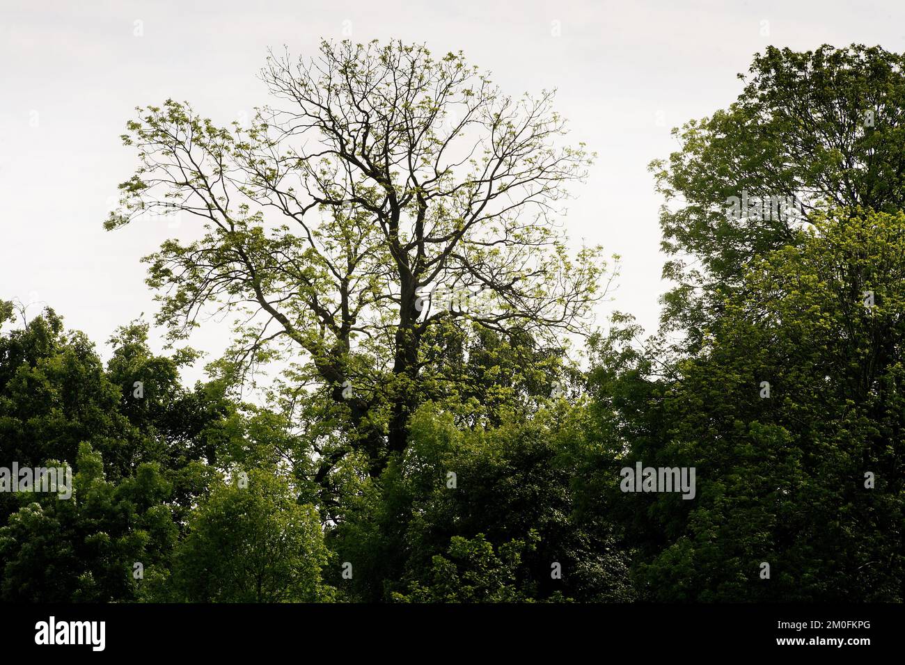 Ash trees and denmark hi-res stock photography and images - Alamy