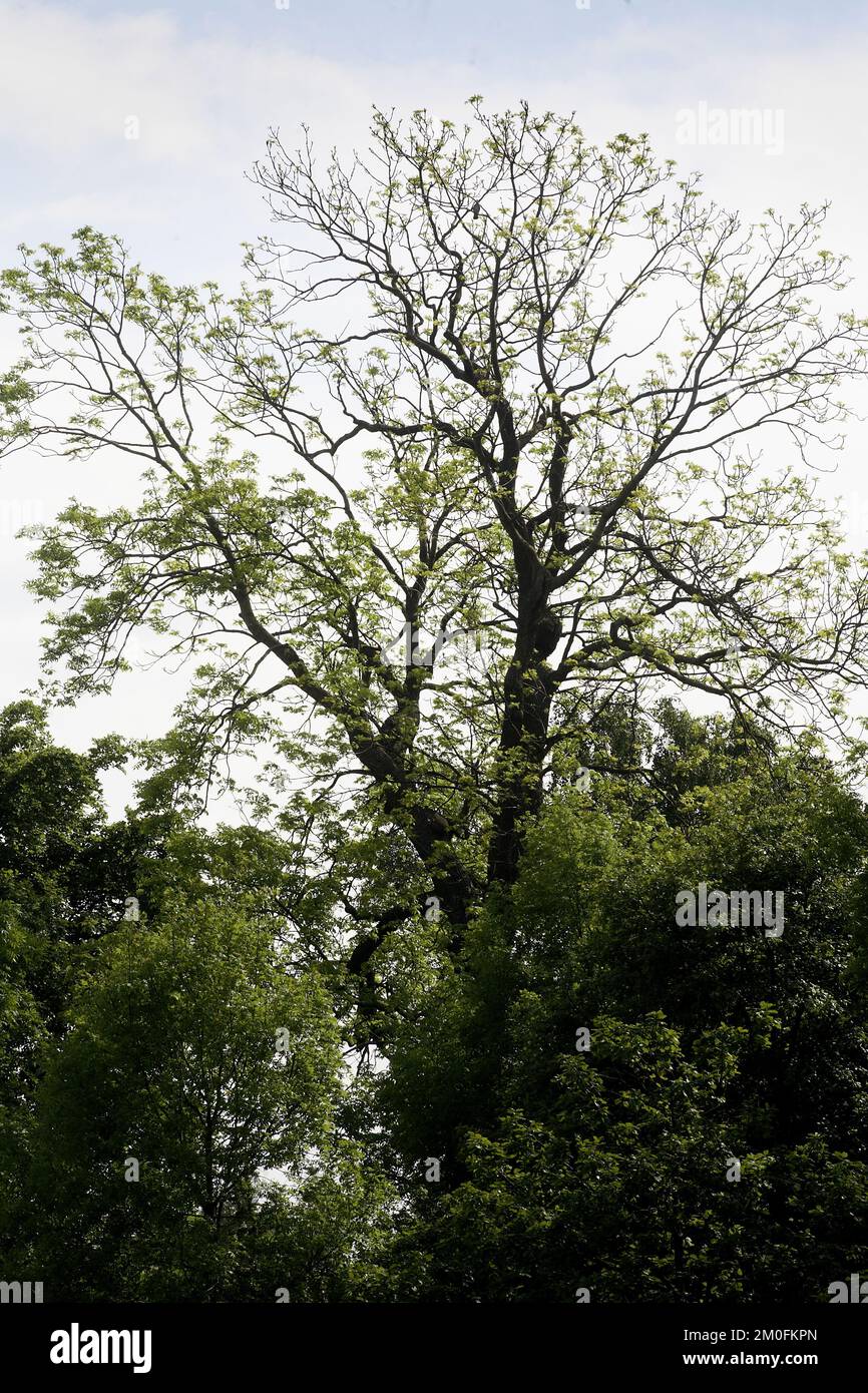 Ash trees in Copenhagen, Denmark Stock Photo - Alamy