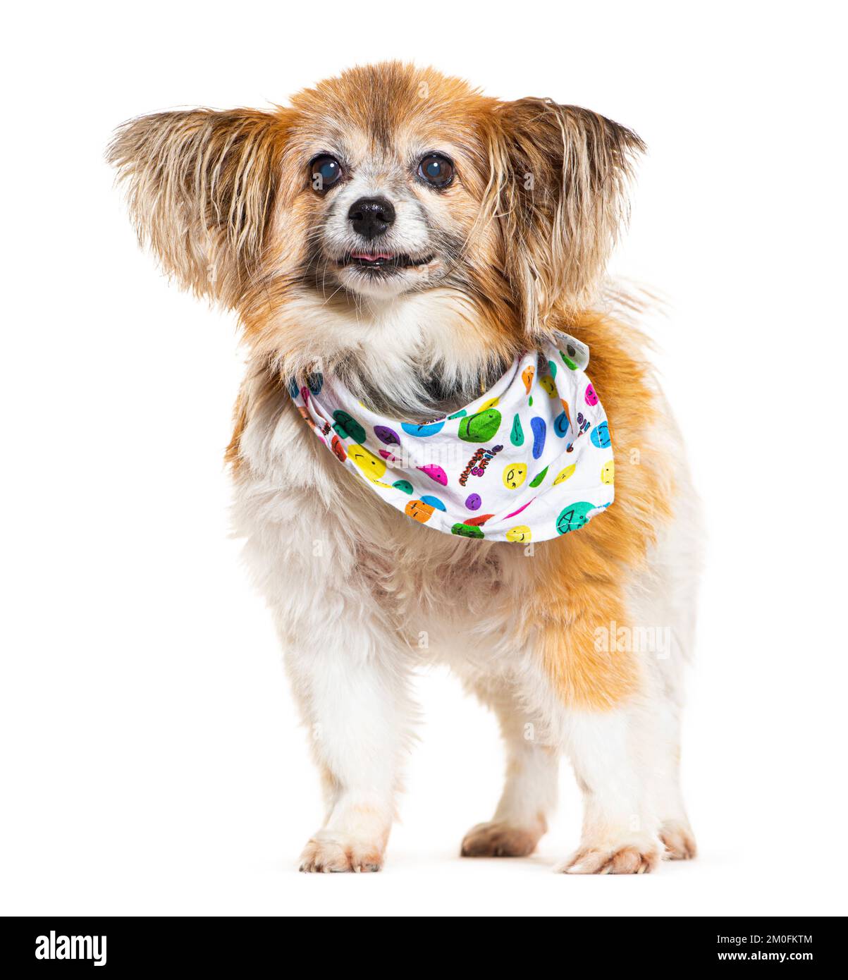 Shaggy Chiuahua dog wearing a fun colored scarf, isolated on white ...