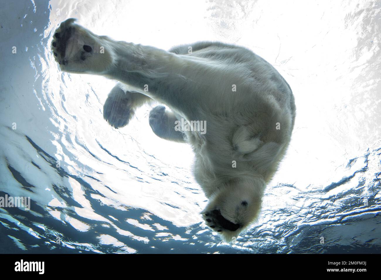 Polar bears Noel and Ivan are visiting the new polar bear facility, the ...