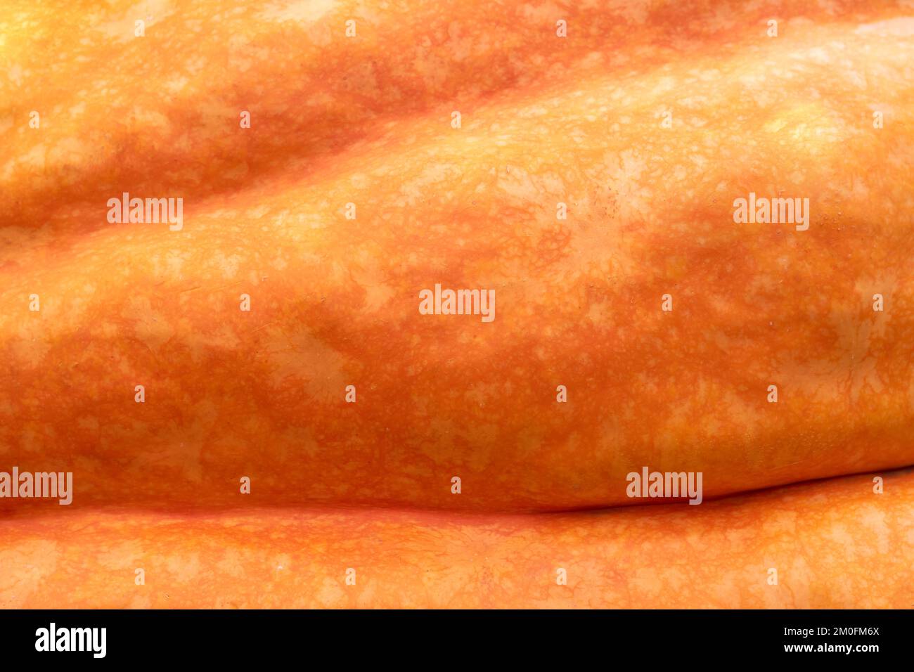 Big red pumpkin background, copy space, Orange giant pumpkin texture ...