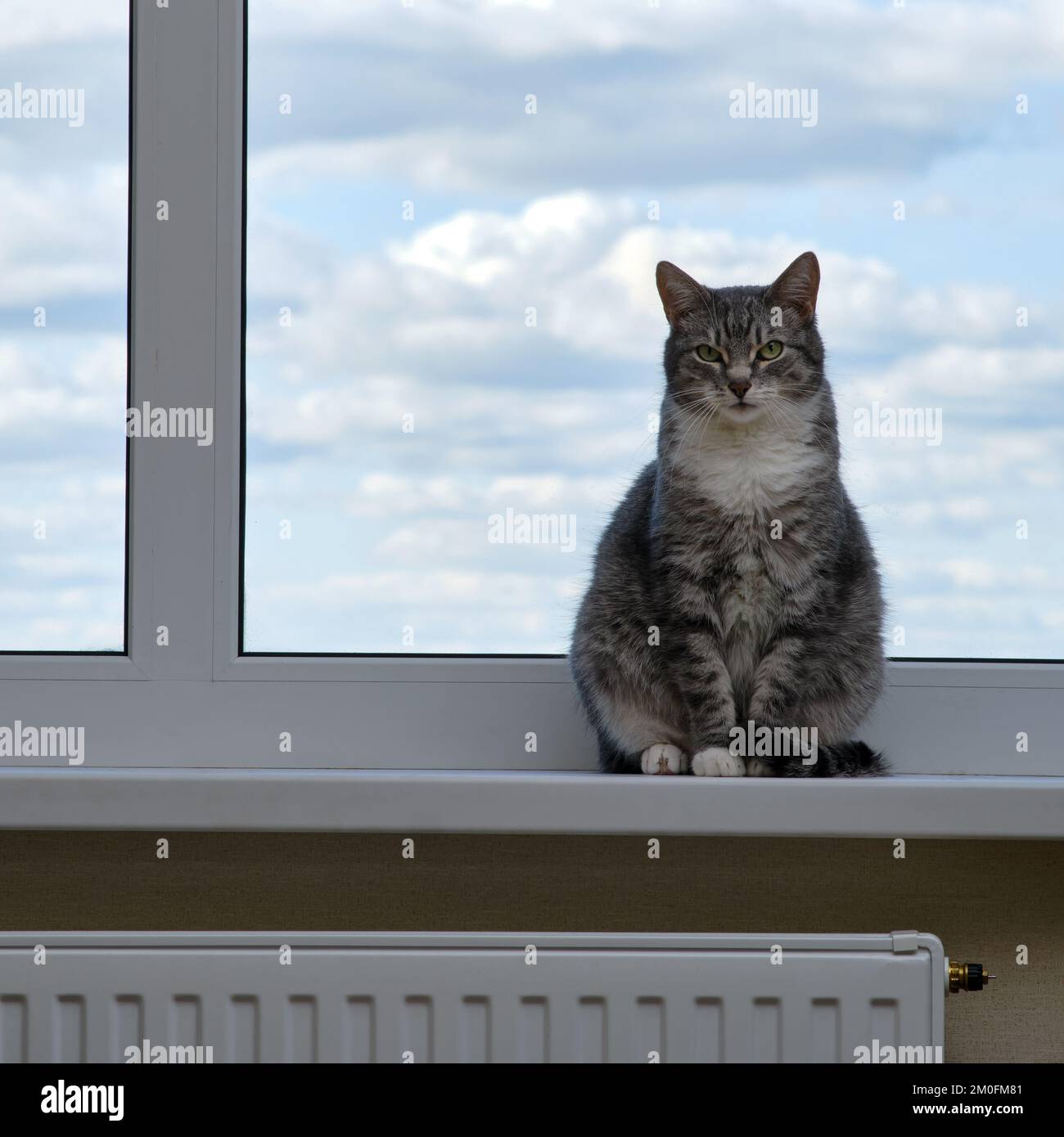 Adult gray cat near the window, pet on a white window sill indoor home ...