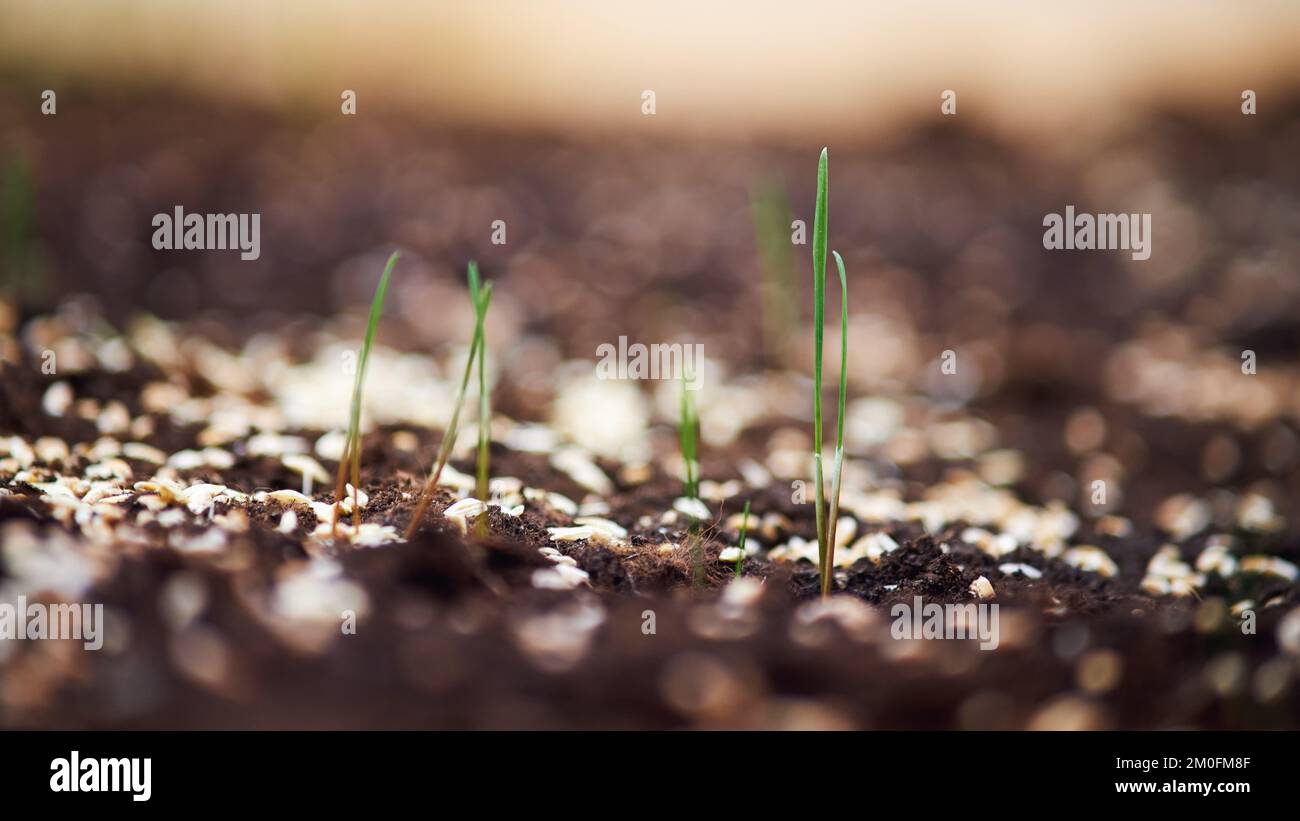 Planting seeds of wheat grains in the ground. Soil with seeds and ...