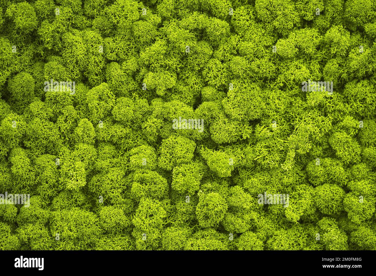 Stabilized lichen moss hi-res stock photography and images - Alamy