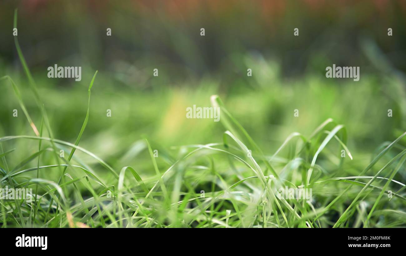 Sprouted wheat grains after sowing in the ground, background copy space ...