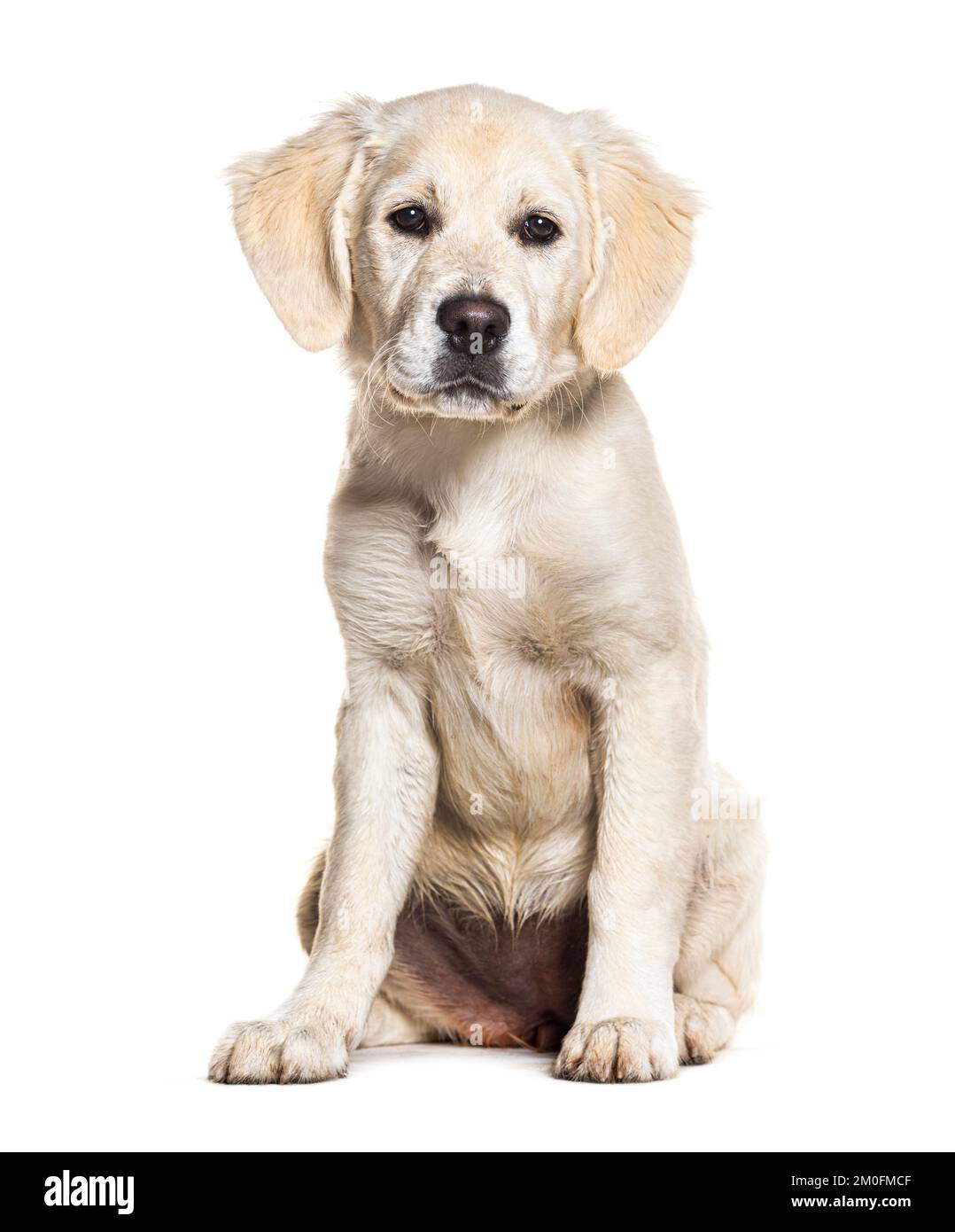 Puppy, four months old, Golden retriever, isolated on white Stock Photo ...