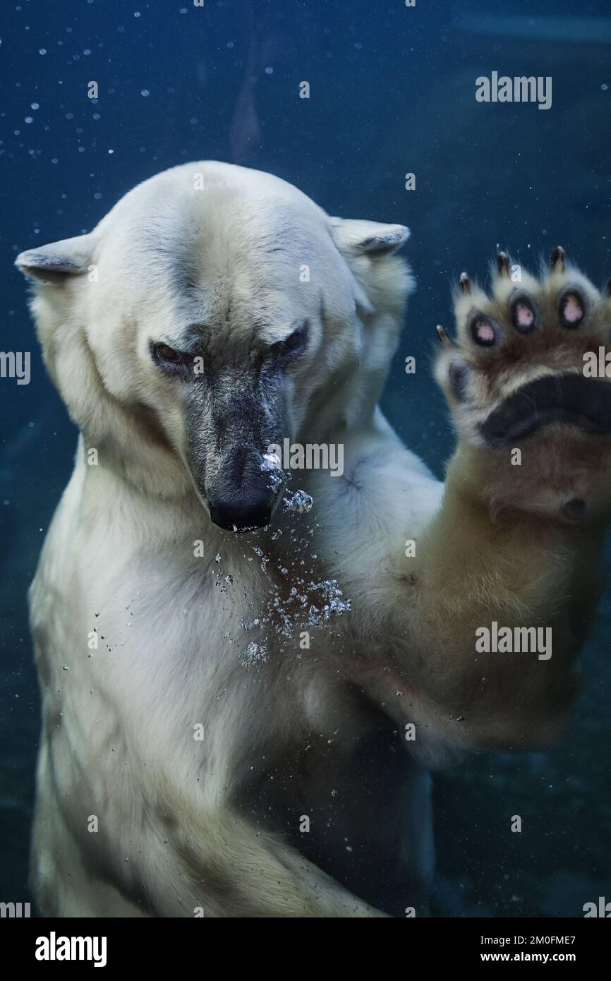 The official opening of the Arctic Ring of Copenhagen Zoo. The facility ...