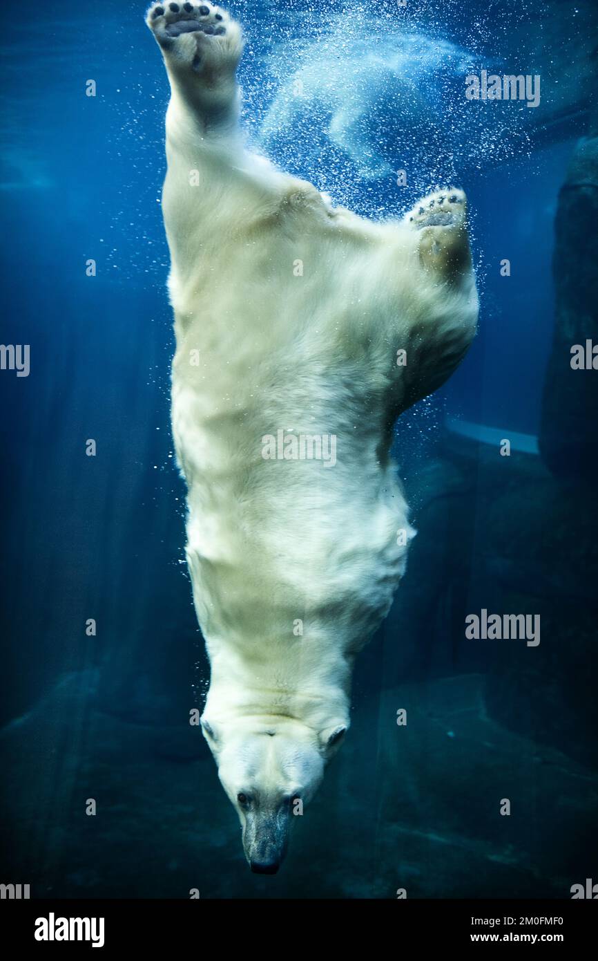 The official opening of the Arctic Ring of Copenhagen Zoo. The facility ...