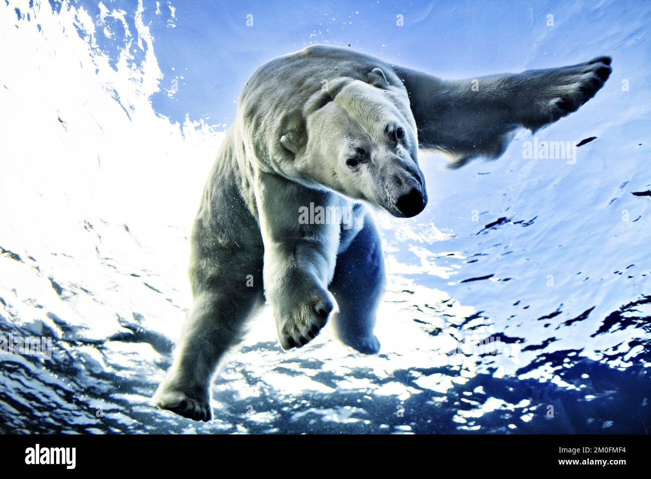 The official opening of the Arctic Ring of Copenhagen Zoo. The facility ...