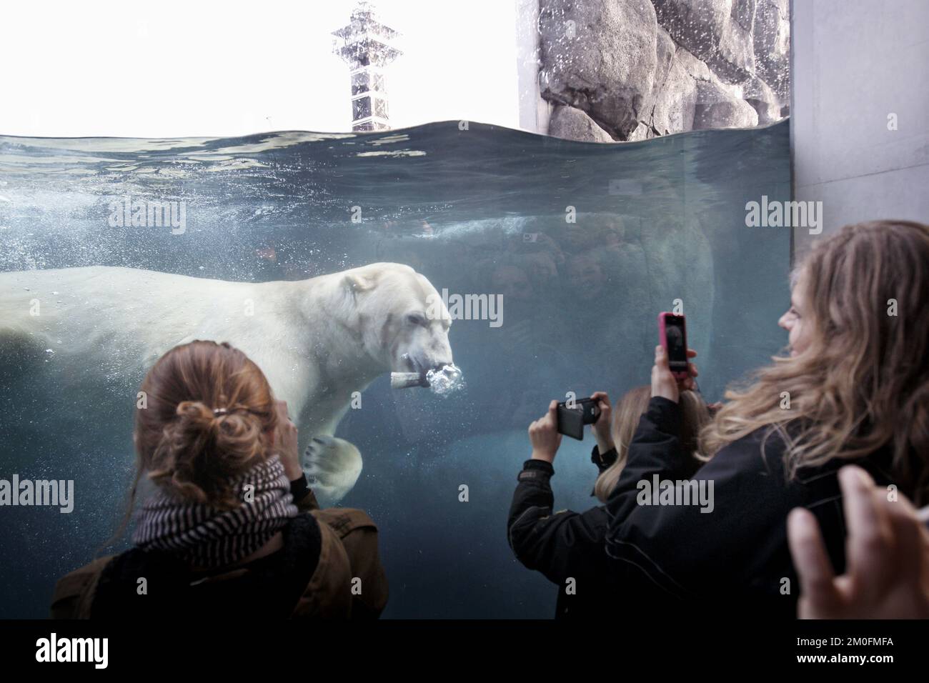 The official opening of the Arctic Ring of Copenhagen Zoo. The facility ...