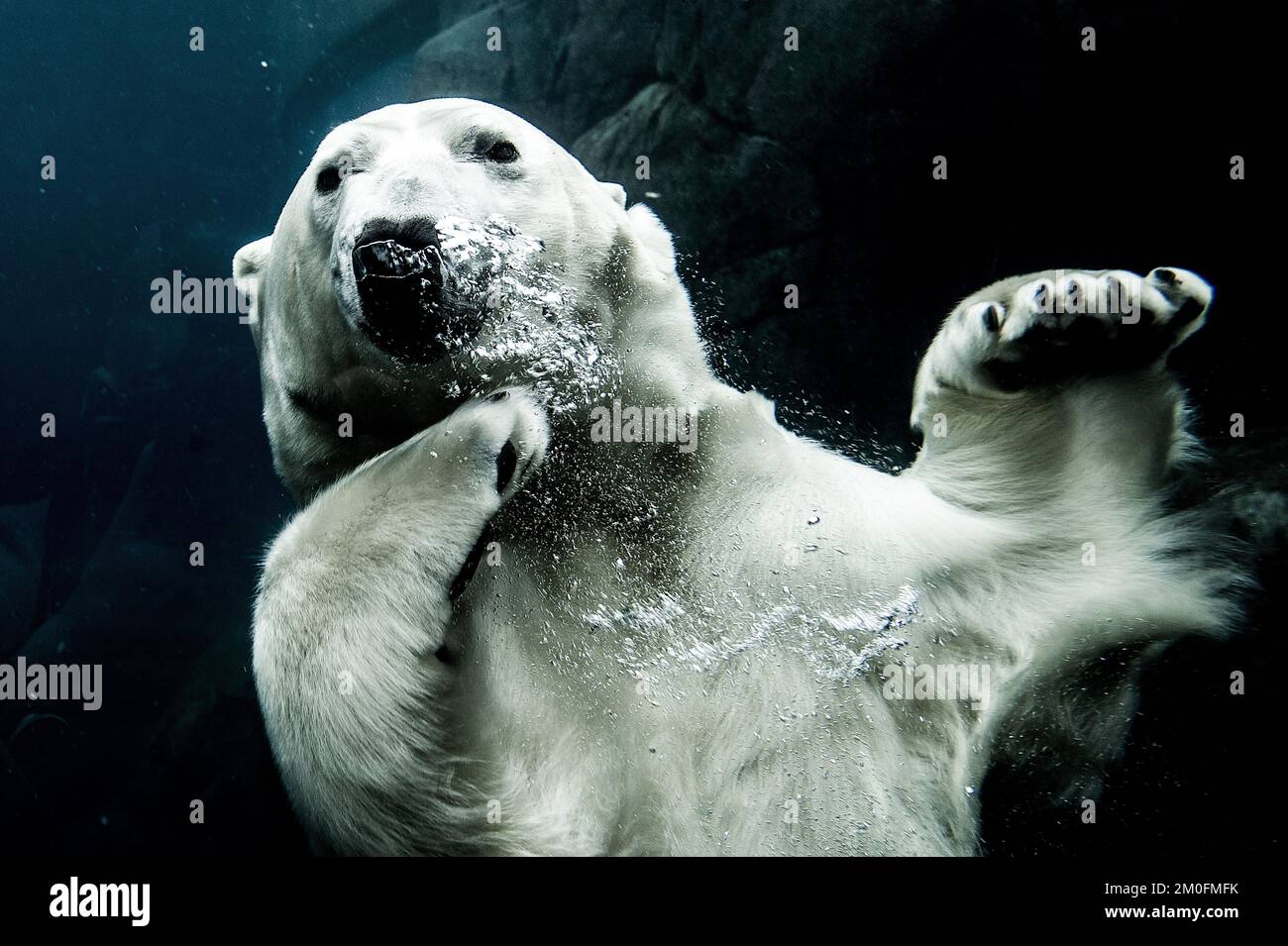 The official opening of the Arctic Ring of Copenhagen Zoo. The facility ...