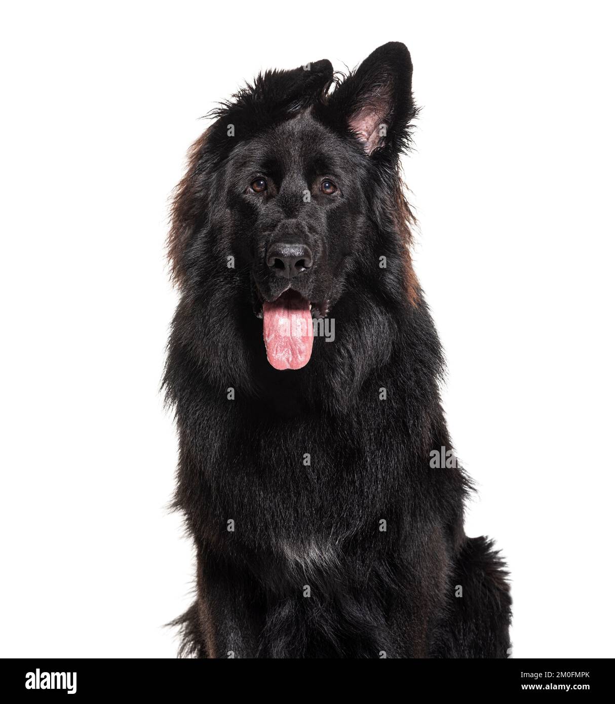 Panting Black German shepherd, isolated on white Stock Photo - Alamy