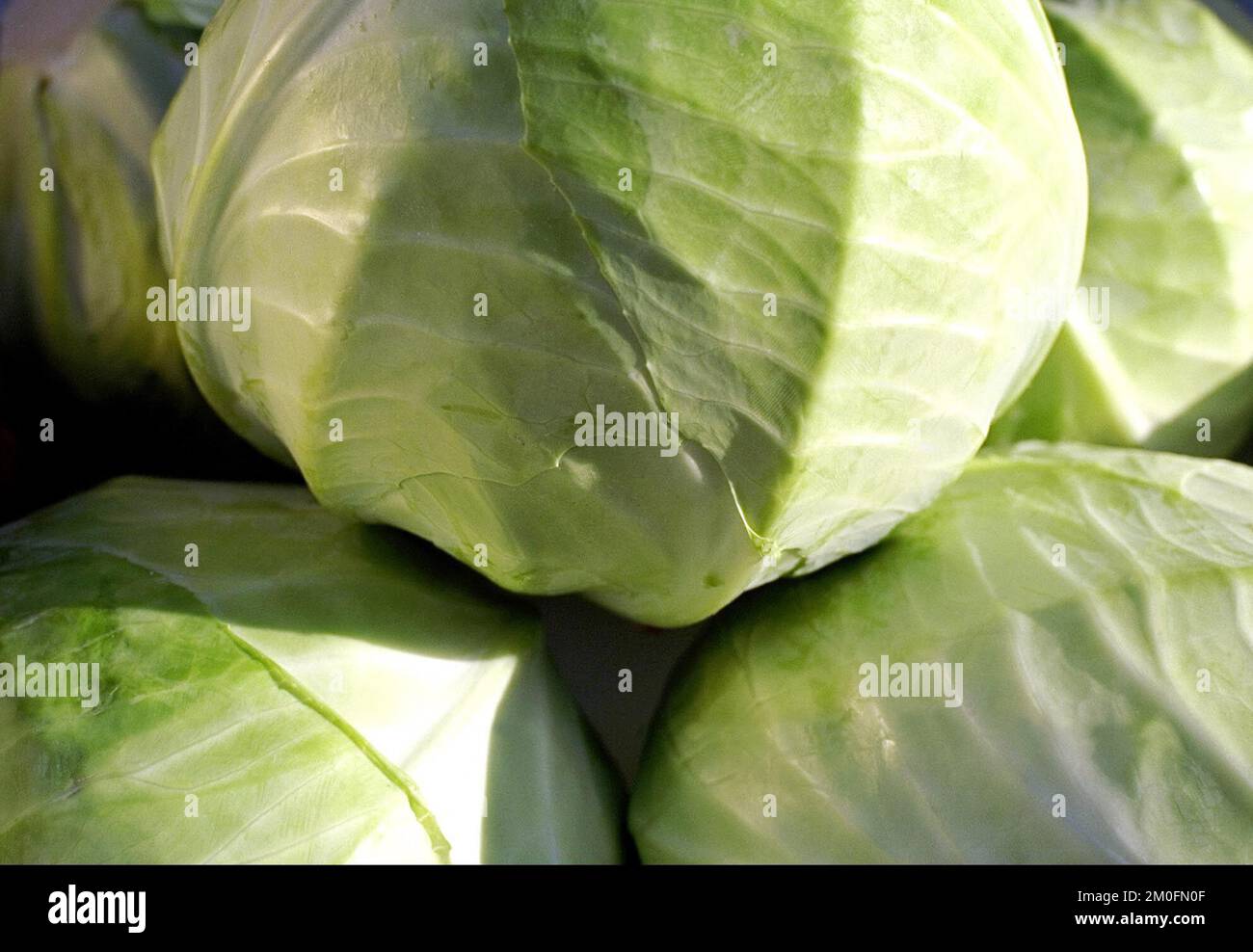 Cabbages only hi-res stock photography and images - Alamy