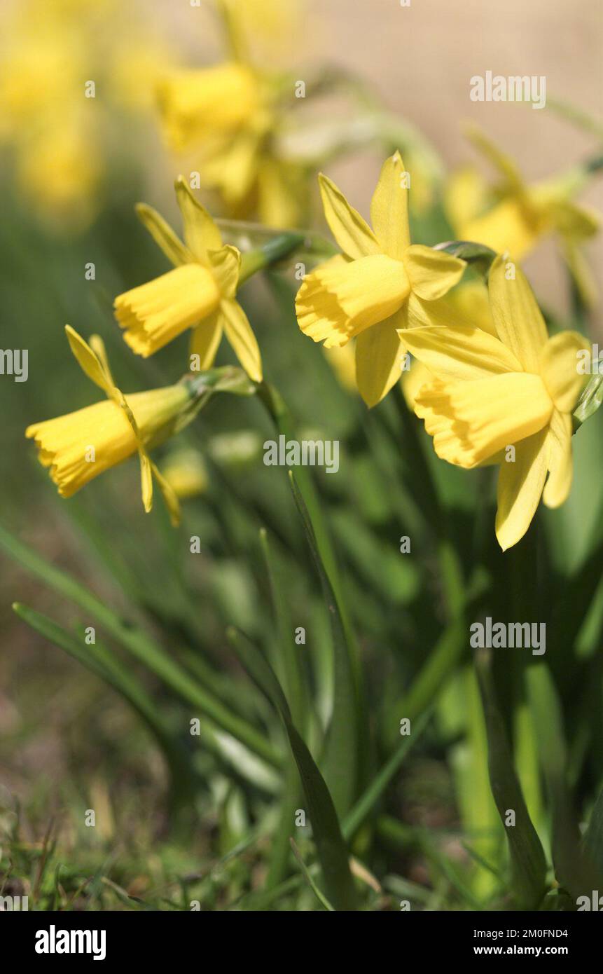 Easter. A line of yellow daffodils Stock Photo - Alamy