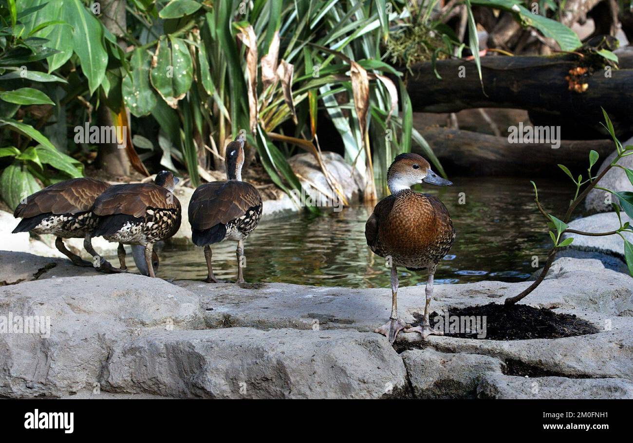 Visiting randers rainforest where she opened a whole new section hi-res ...