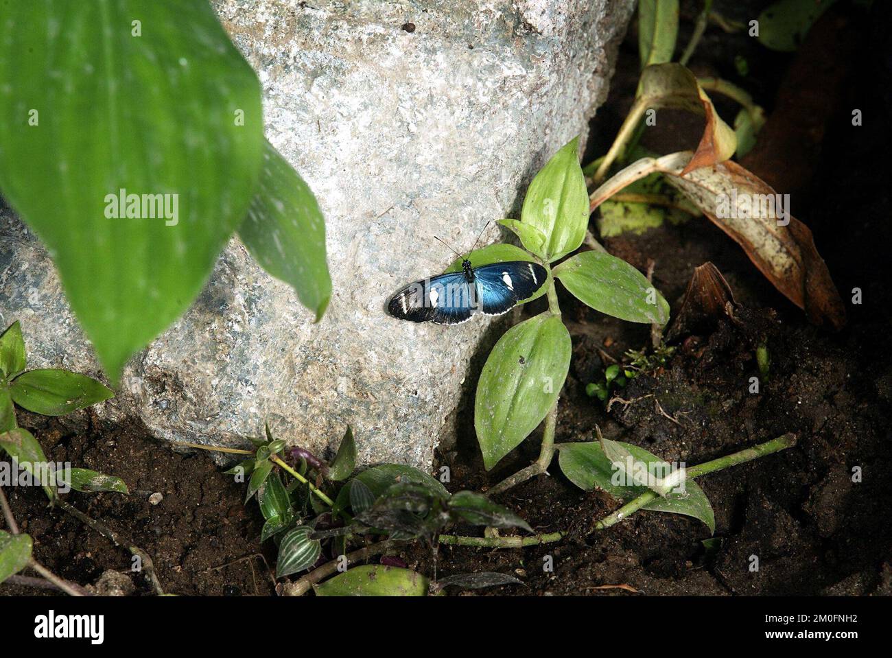 A blue butterfly resting on a rock at the Randers Rainforest where ...