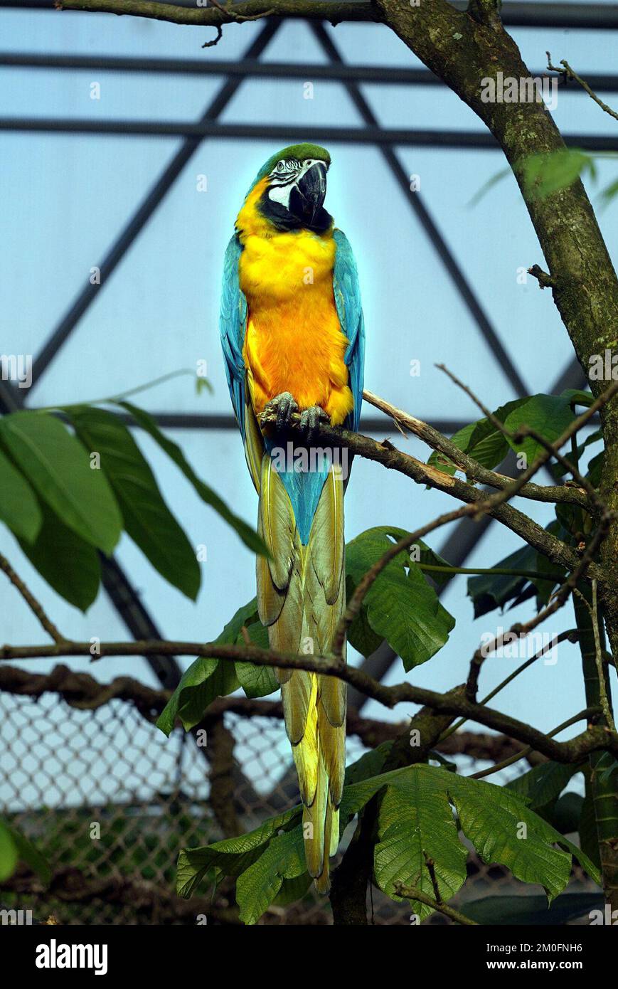 A Parrot at the Randers Rainforest where Princess Alexandra of Denmark ...