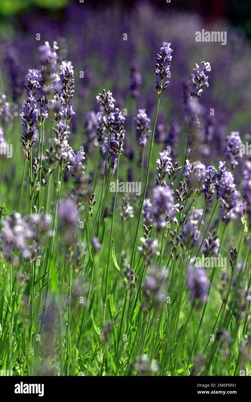 Lavender oil usage hi-res stock photography and images - Alamy