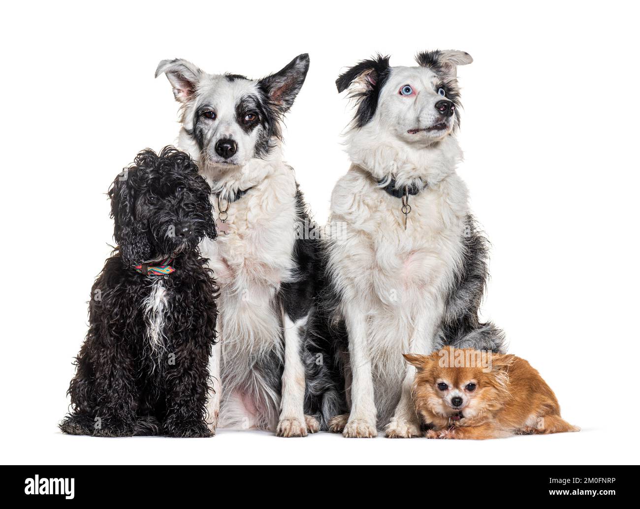 four dogs togetherwith collar and harness, in front of a white ...