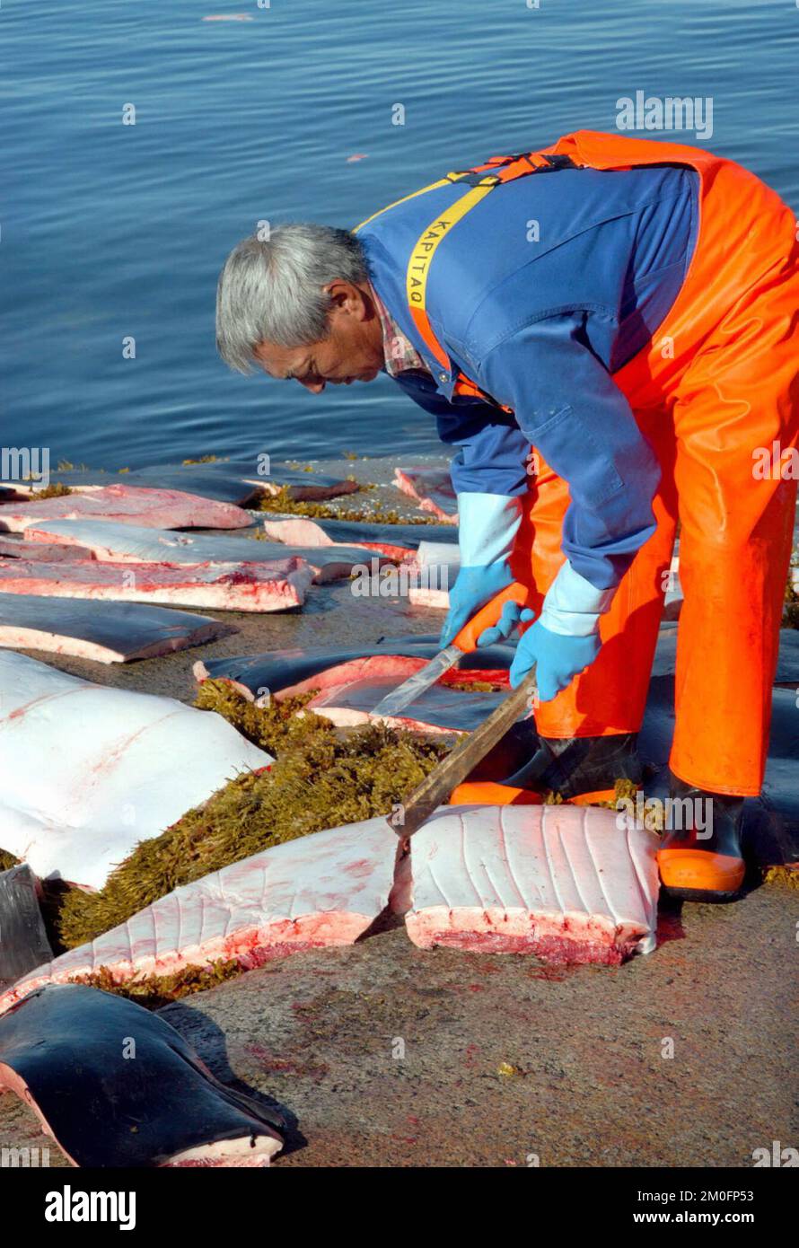 WARNING GRAPHIC CONTENT: Fishermen and whale hunters from Narsaq ...