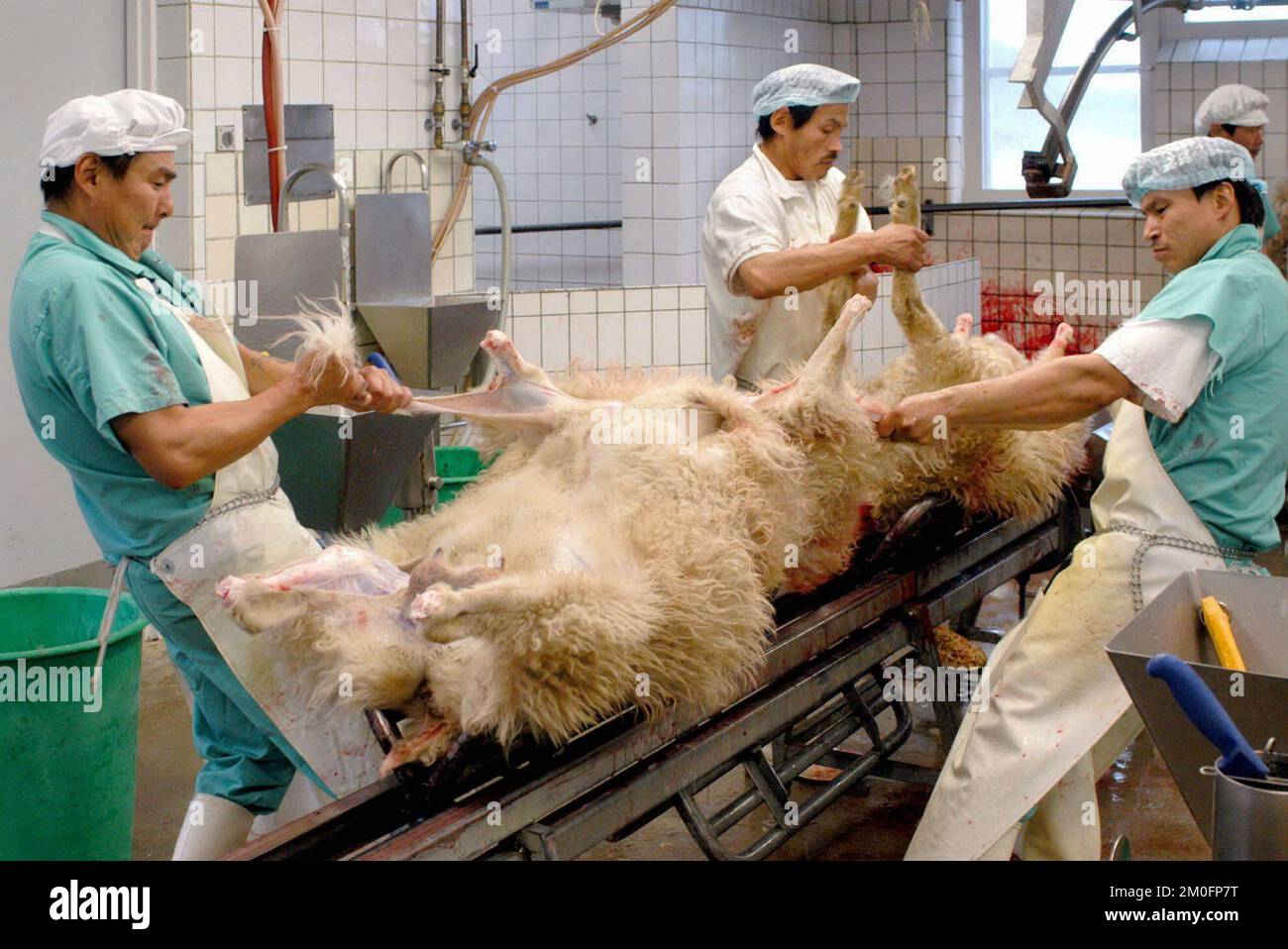 The annual sheep slaughtering at Neqi A/S on Greenland. The men ...