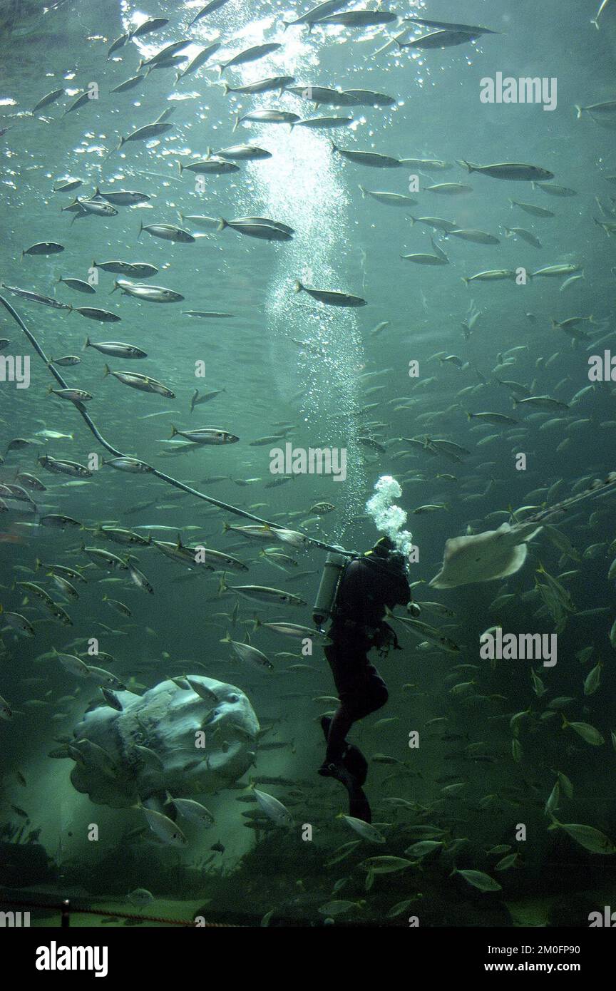 Hirtshals North Sea Oceanarium, Europe's largest aquarium has been ...