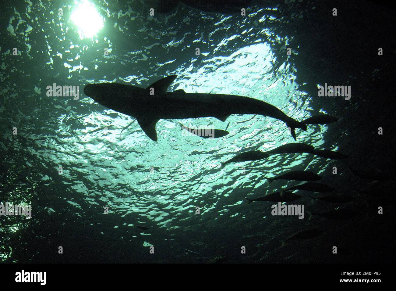 Hirtshals North Sea Oceanarium, Europe's largest aquarium has been ...