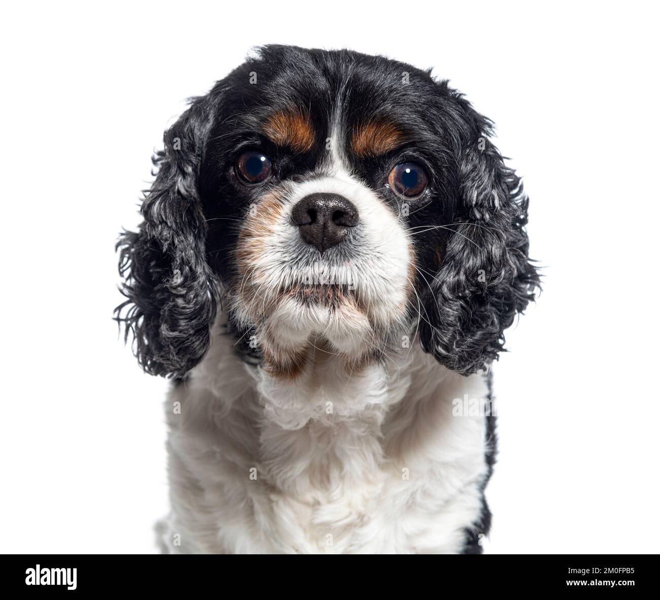 head shot of a facing Cavalier king charles isolated on white Stock ...