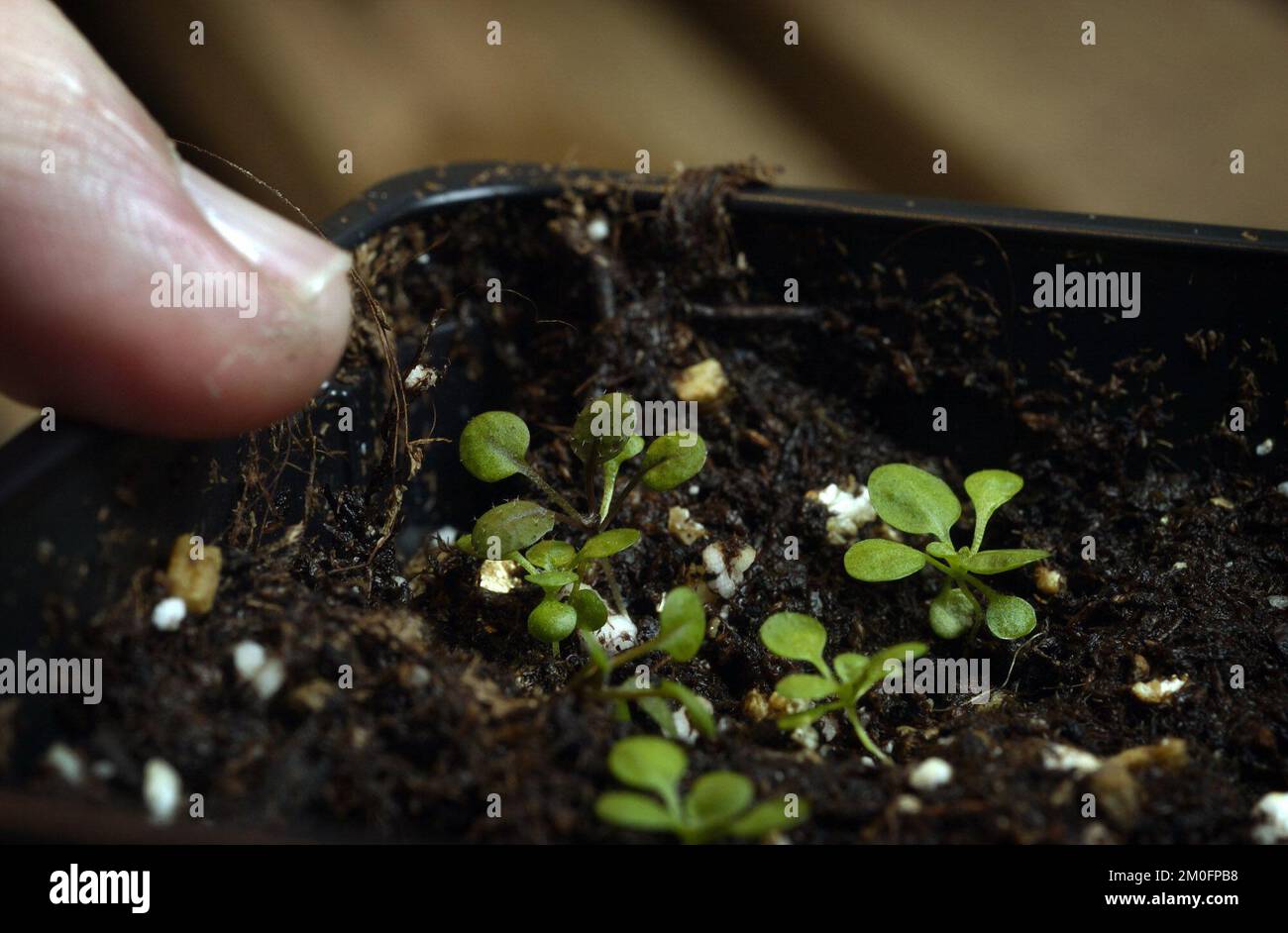 Danish scientists at the Botanic Gardens in Copenhagen have developed a ...