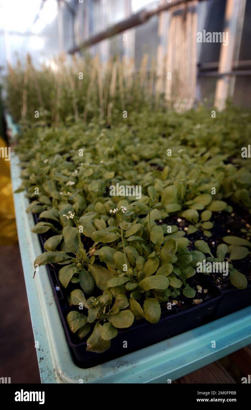 Danish scientists at the Botanic Gardens in Copenhagen have developed a ...