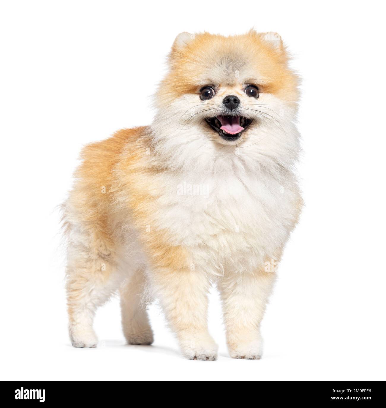Standing Pomeranian dog panting, isolated on white Stock Photo - Alamy
