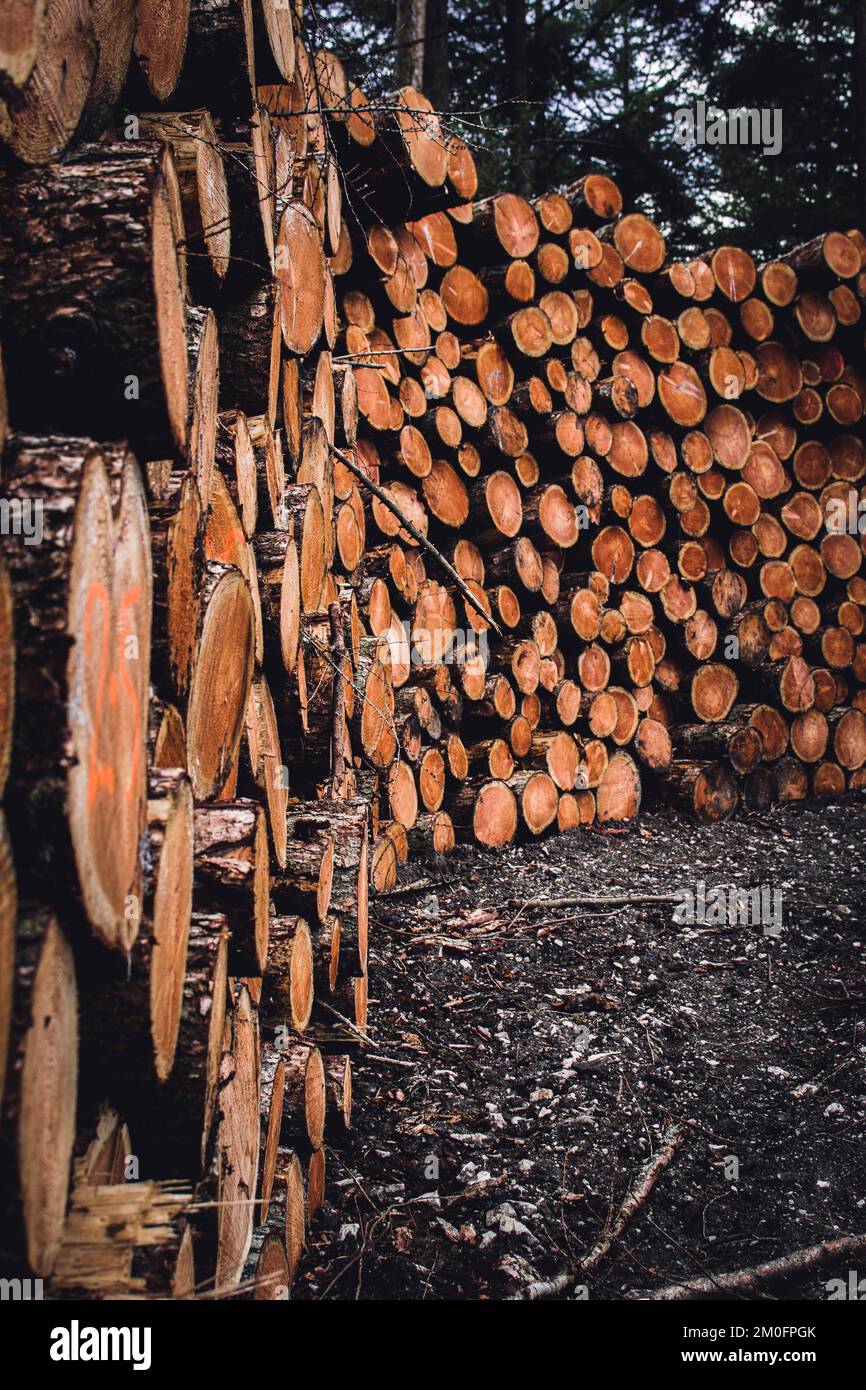 A vertical shot of a stack of chopped tree logs Stock Photo - Alamy