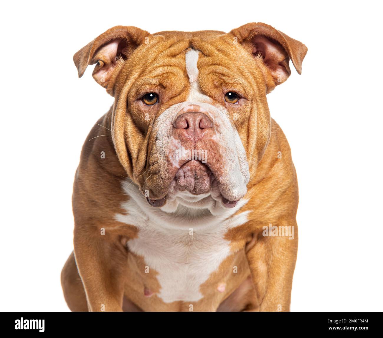 head shot of a American Bully dog facing at the camera, isolated on ...
